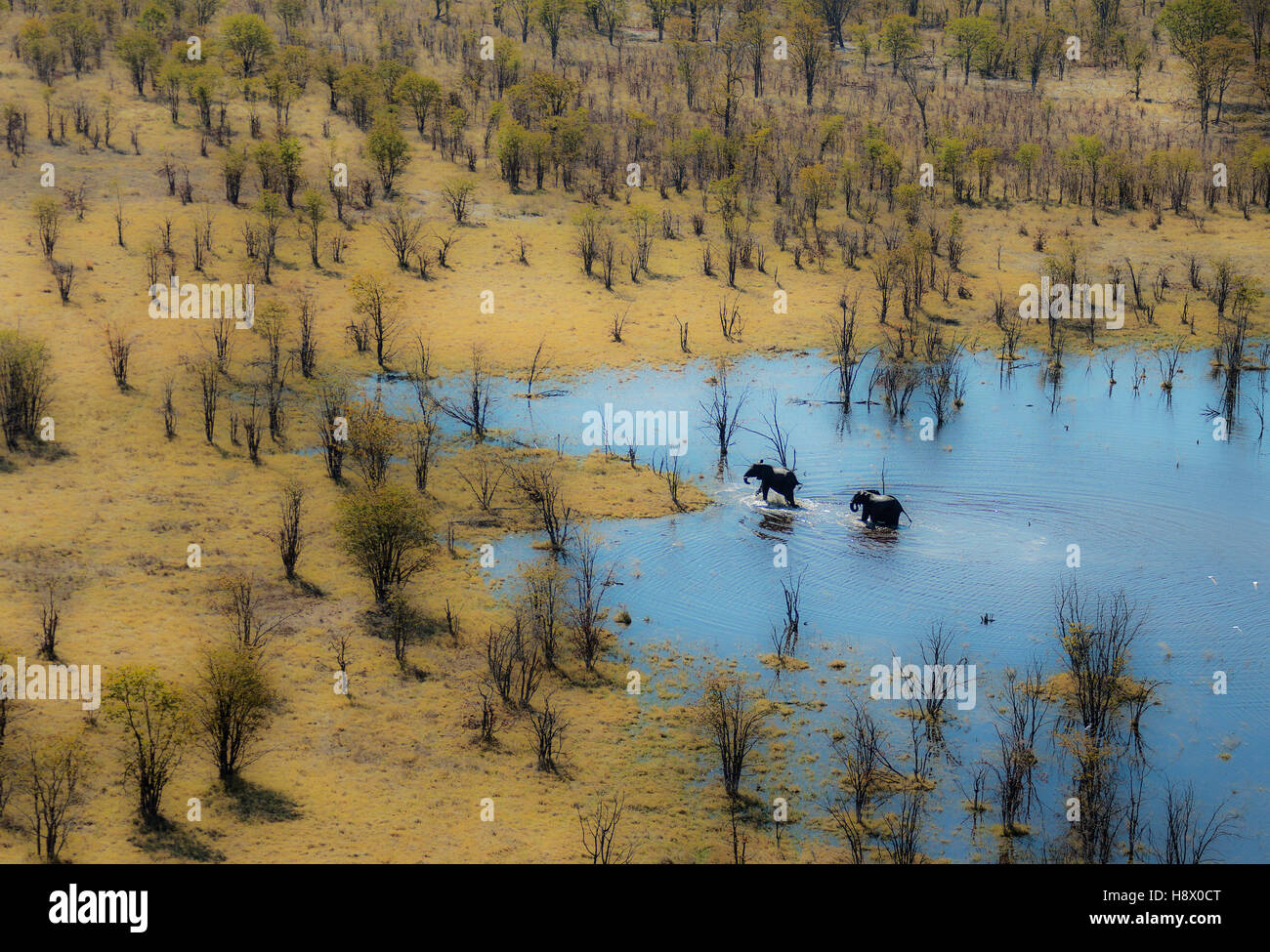 African Elephants in a marsh - Okavango Botswana Stock Photo - Alamy