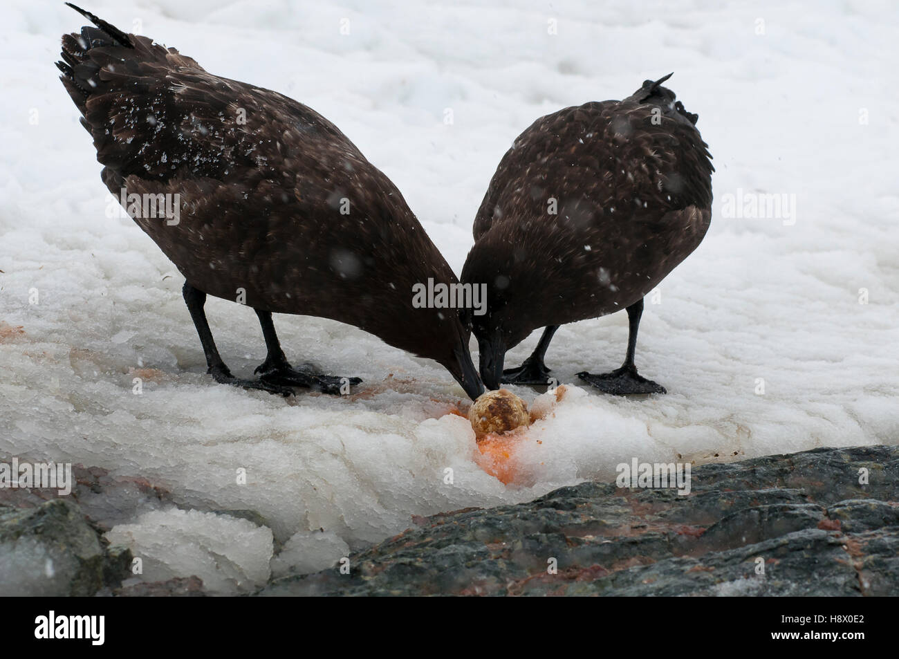 Antarctic penguin eating hi-res stock photography and images - Alamy
