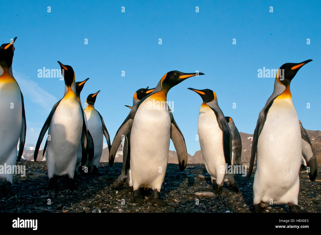 King Penguins at dawn - South Georgia Stock Photo - Alamy