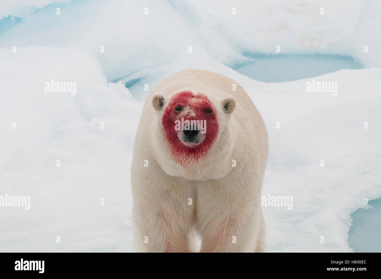 Polar Bear Bloody