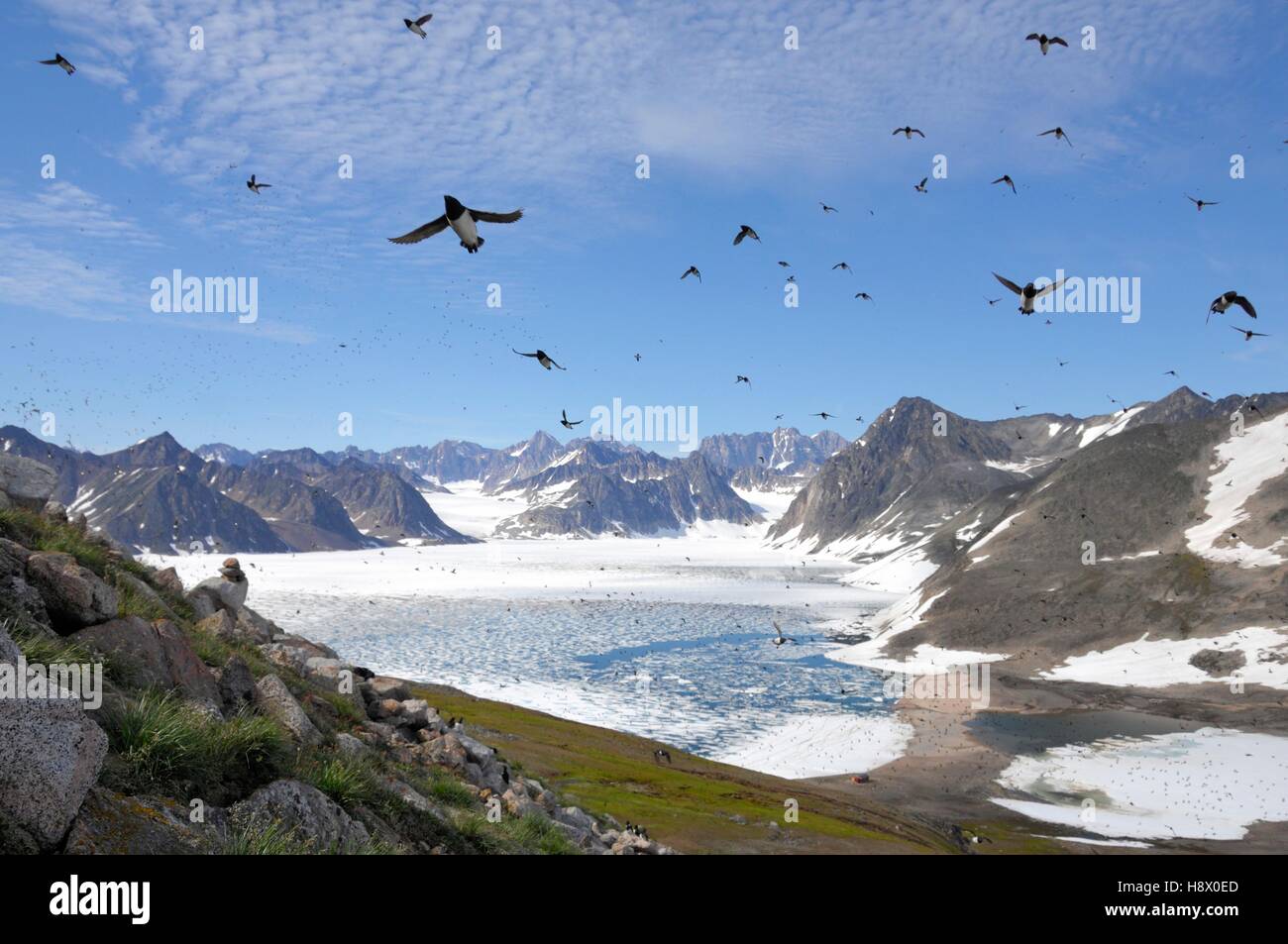 Flight Little Auks - Kap Hoegh Greenland Stock Photo - Alamy