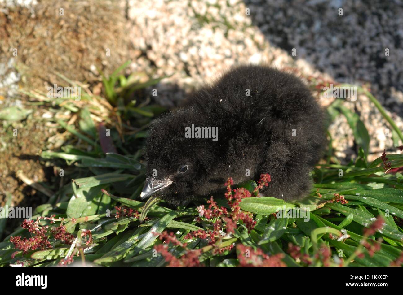 Newborn chick Little Auk - Greenland Stock Photo - Alamy