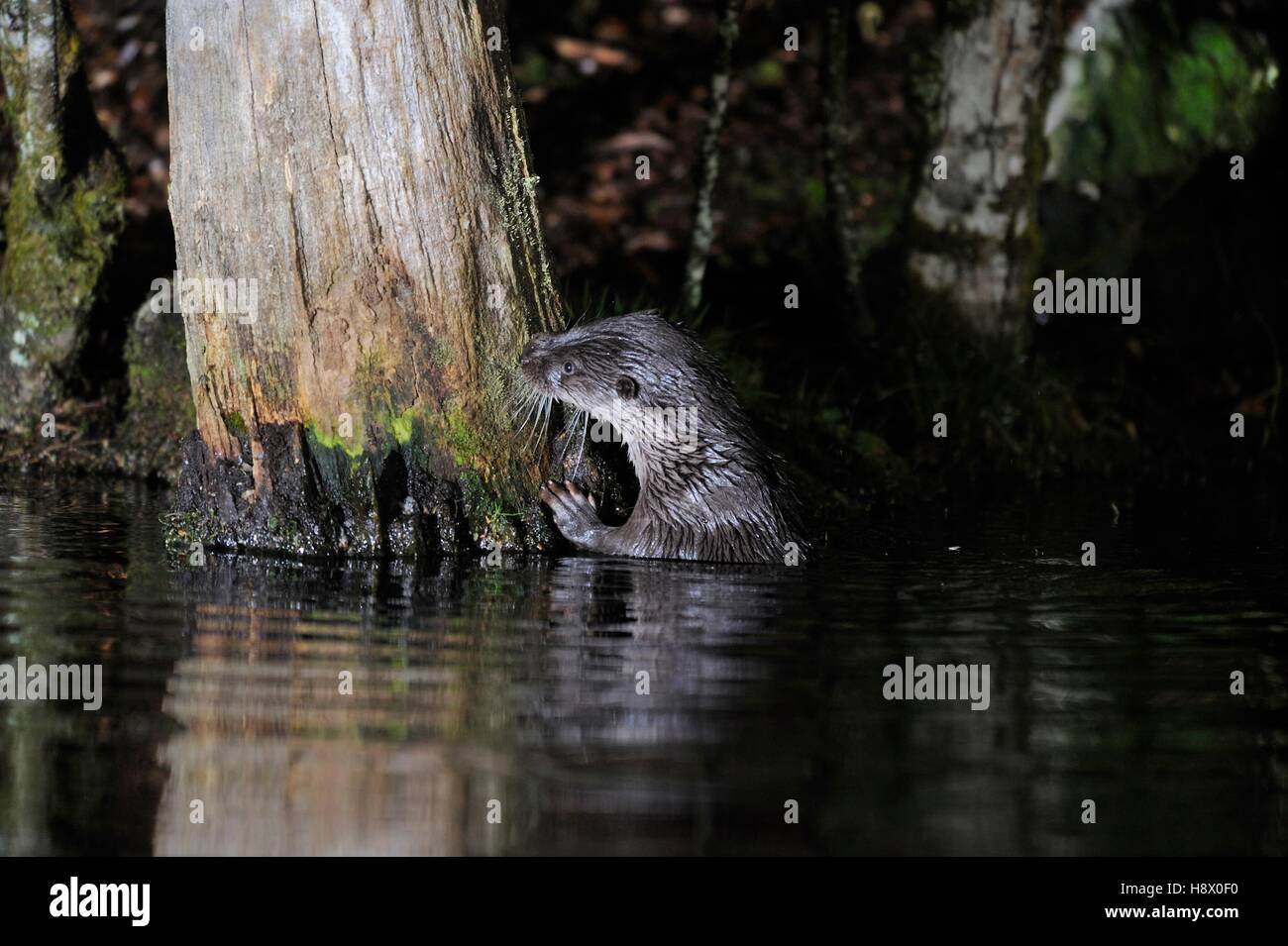 Eurasian otter in water - Limousin France Stock Photo - Alamy