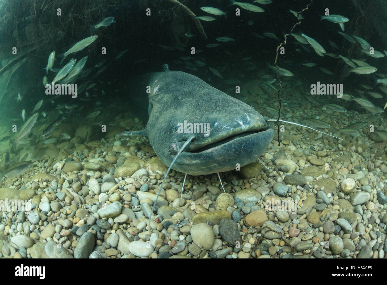 Wels Catfish resting on the bottom of a river - Spain Stock Photo - Alamy
