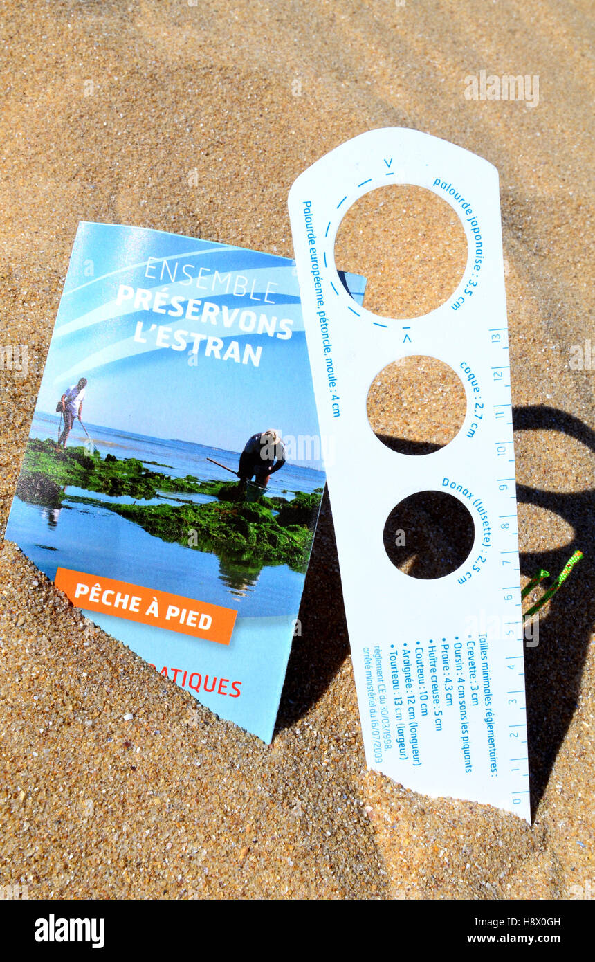 Ruler to measure the size of shells - Island Oleron France Stock Photo ...