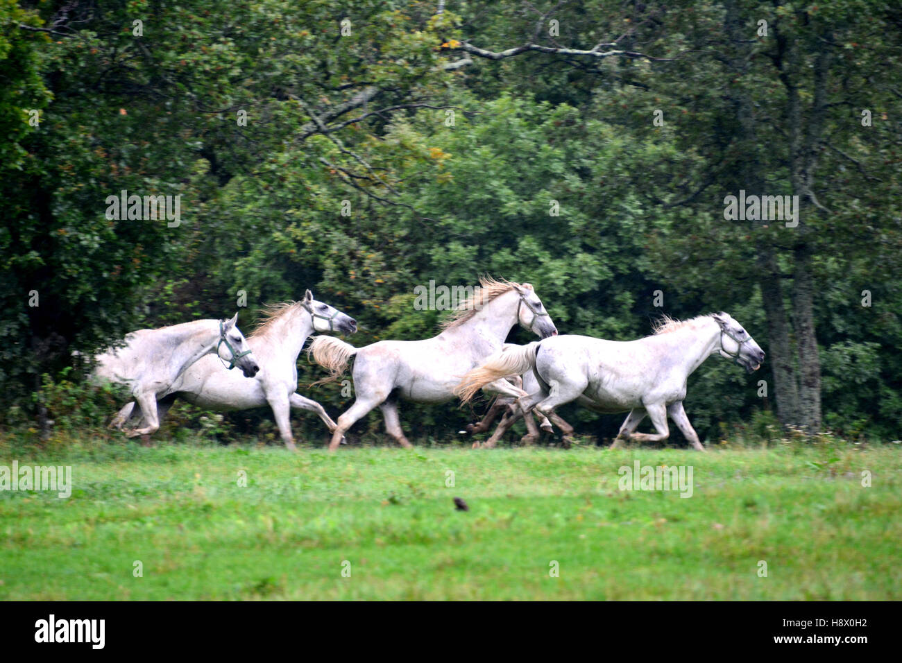Lipizzaner horses in meadow - Slovenia Lipica National Stud Stock Photo - Alamy