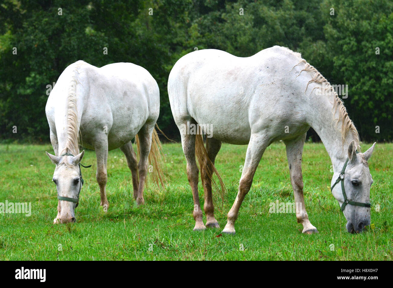 Lipizzaner horses in meadow - Slovenia Lipica National Stud Stock Photo - Alamy