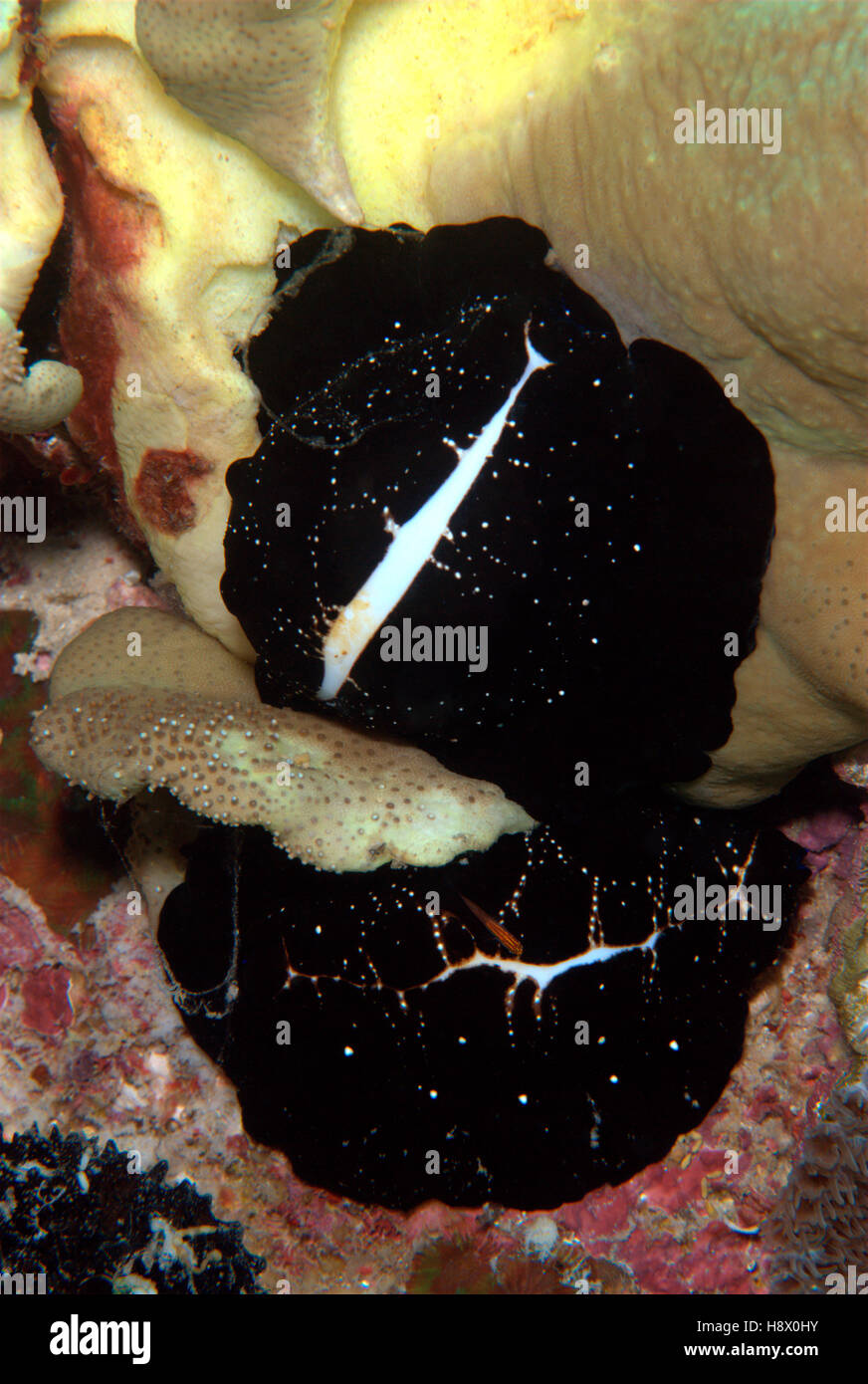 Common Egg Cowrie - Cabilao Philippines Stock Photo - Alamy