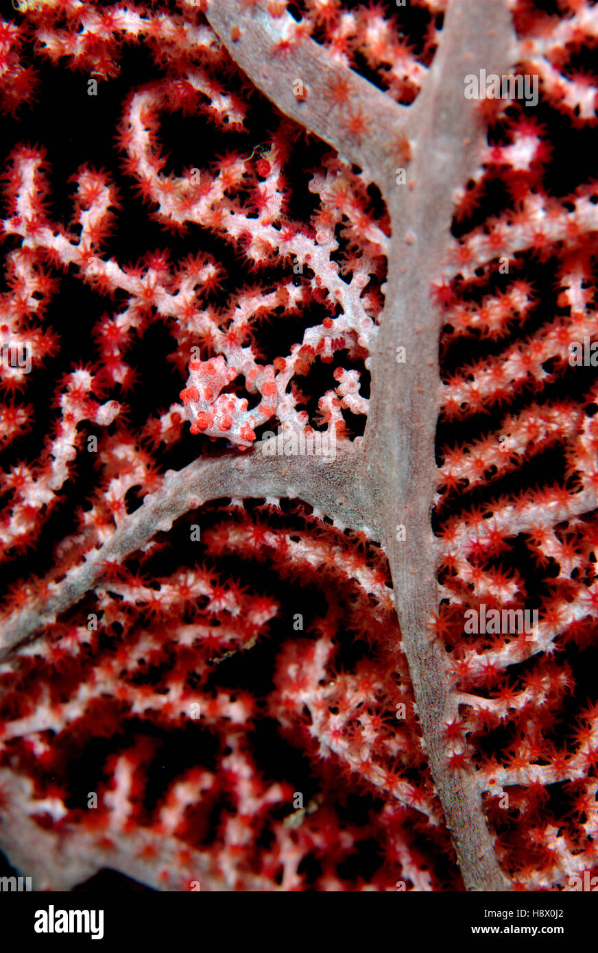 Pink pygmy seahorse on gorgonian - Cabilao Philippines Stock Photo - Alamy