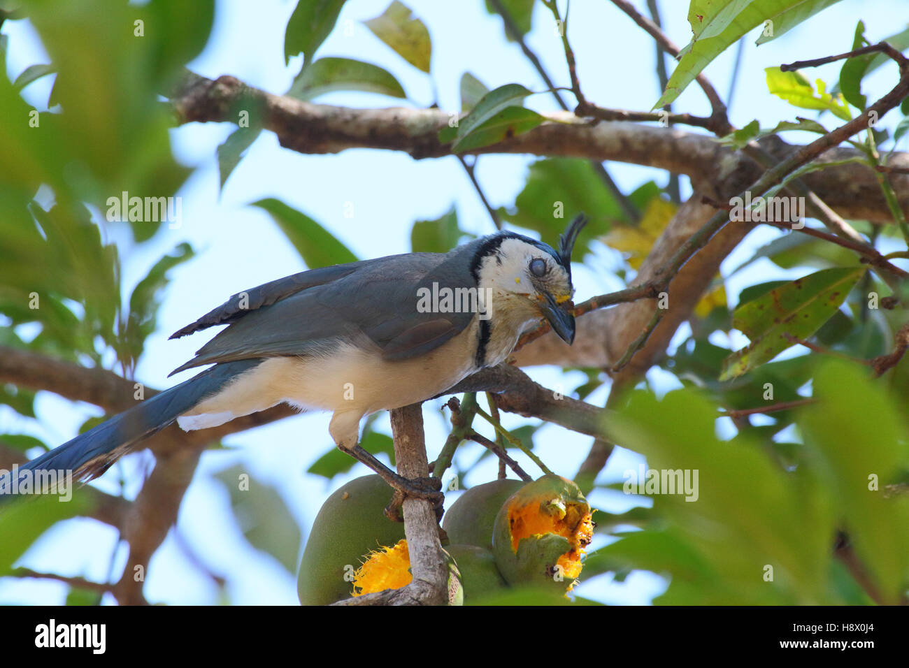 White-throated Magpie-Jay on a branch - Costa Rica Stock Photo - Alamy