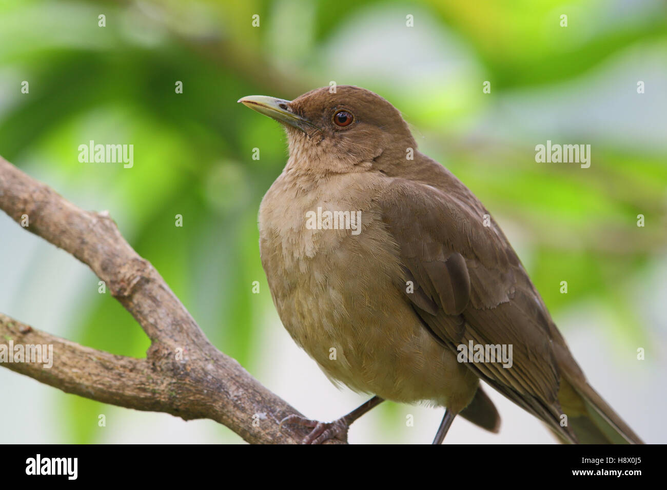 Clay-colored Robin on a branch - Costa Rica Stock Photo - Alamy