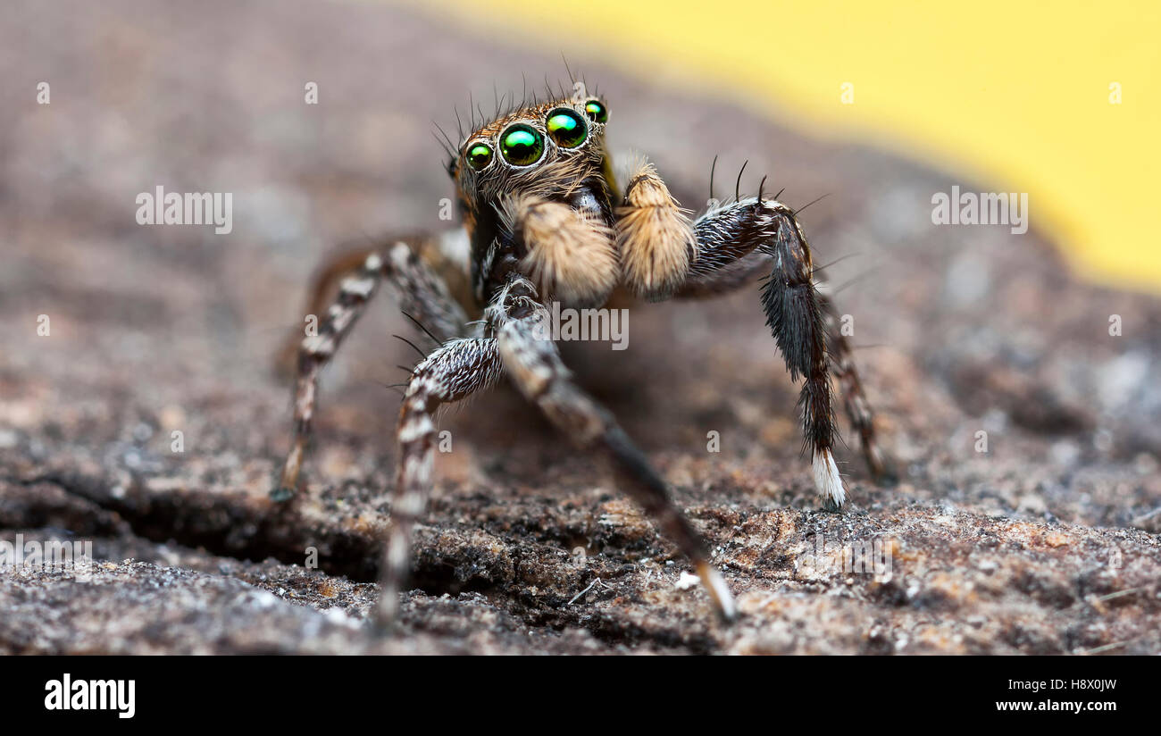 Jumping spider - ACT Australia Stock Photo - Alamy
