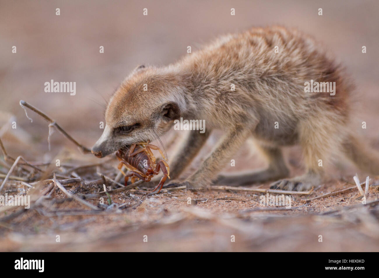 Young Meerkat eating a Scorpion - Kalahari South Africa Stock Photo - Alamy