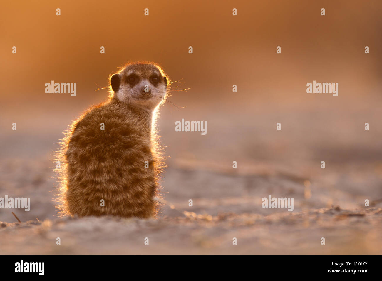 Meerkat sunning in morning - Kalahari South Africa Stock Photo - Alamy