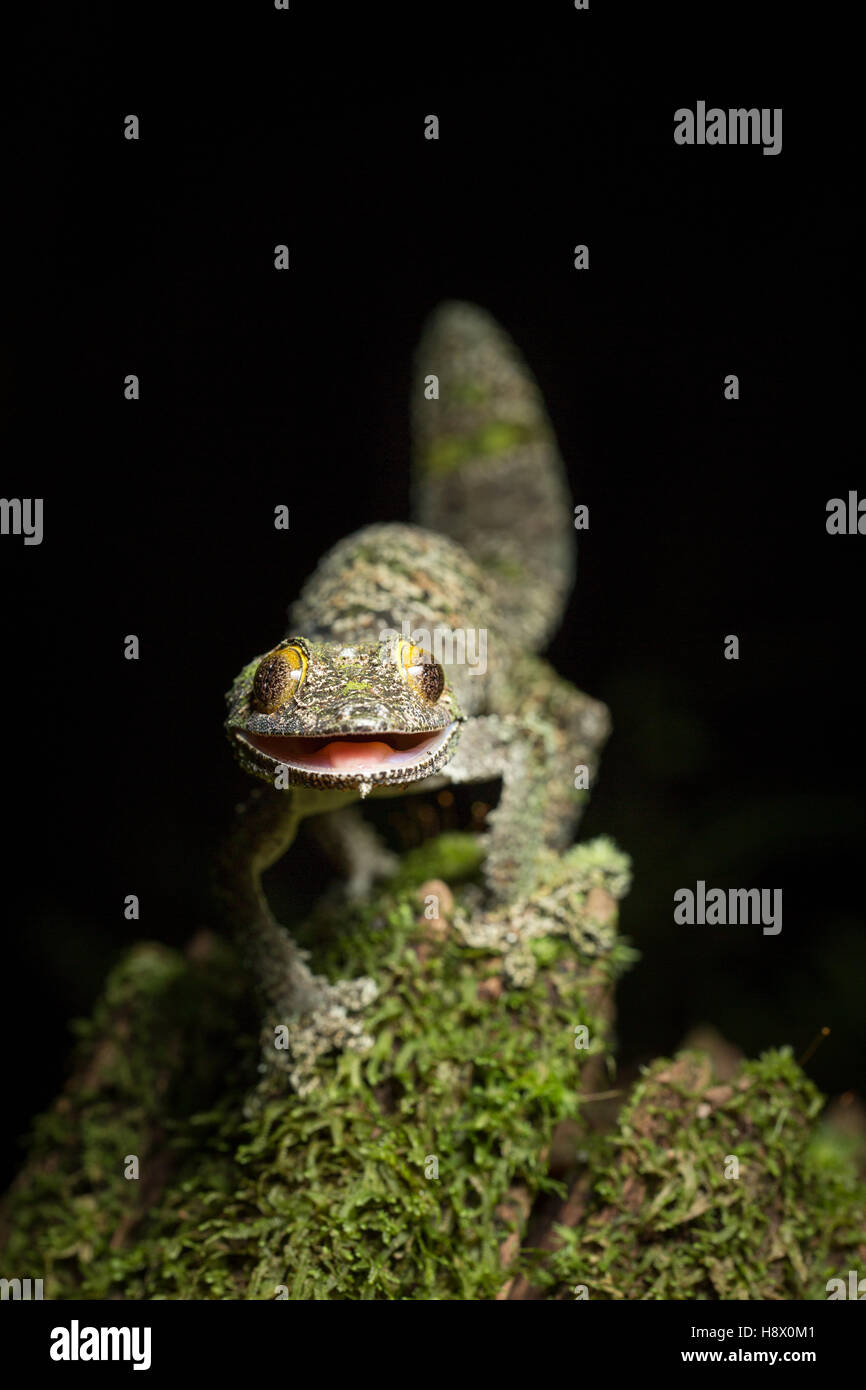 Mossy leaf-tailed Gecko in a defensive position - Madagascar Stock ...