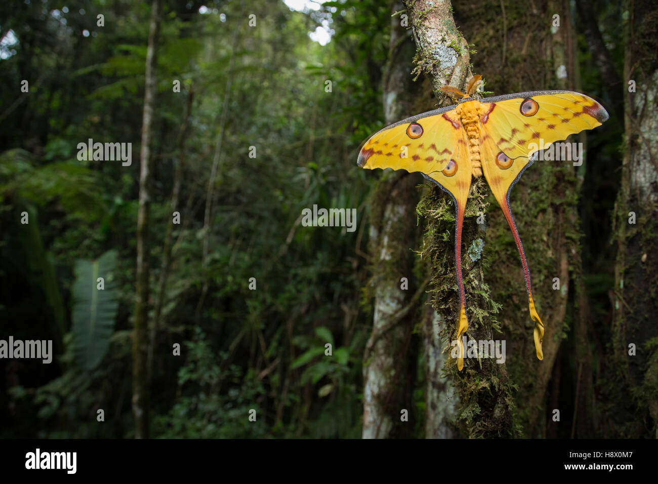 Comet Moth on trunk - Ranomafana Madagascar Stock Photo - Alamy