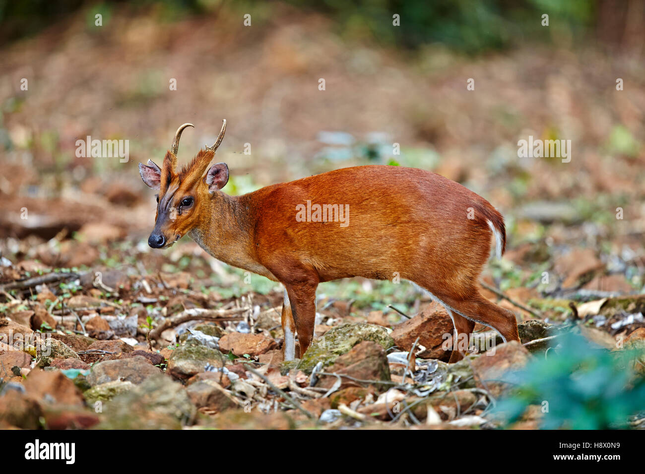 Indian muntjac mâle - Anaimalai Mountain India Stock Photo - Alamy