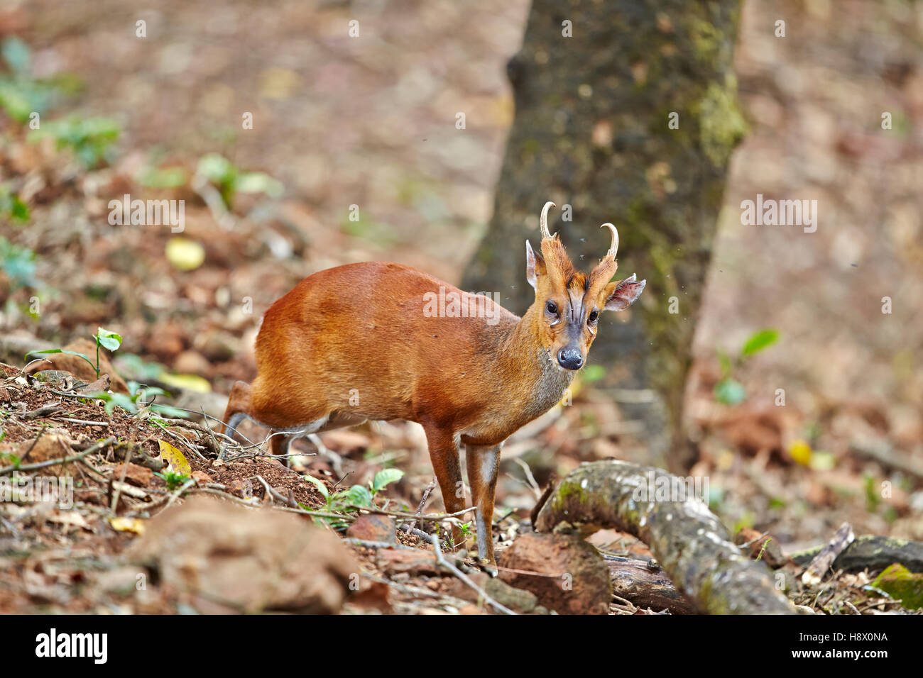 Indian muntjac mâle - Anaimalai Mountain India Stock Photo - Alamy