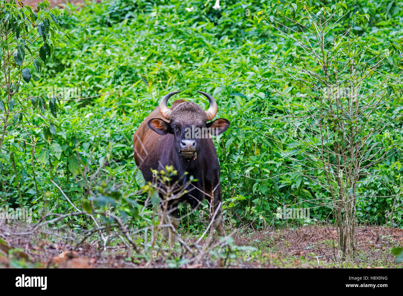 Gaur female - Anaimalai Mountain India Stock Photo - Alamy