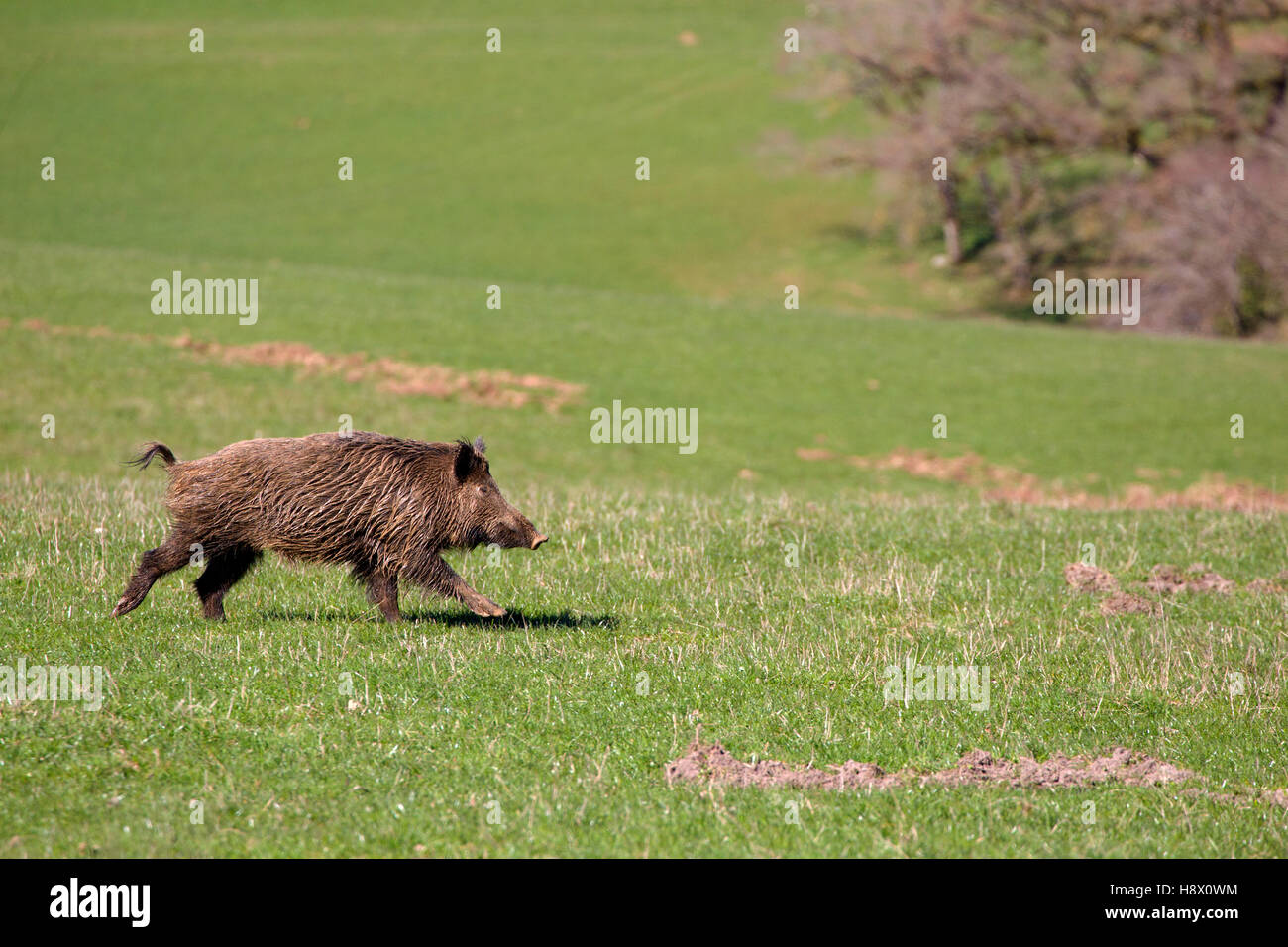 Wild Boar running in the grass - France Stock Photo - Alamy