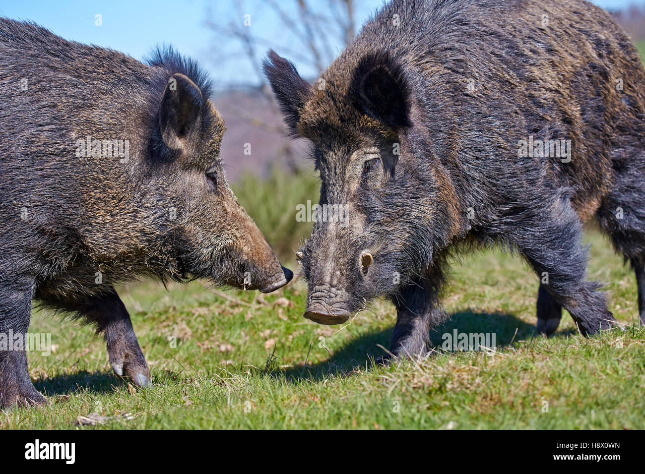 Male Wild Boars fighting - France Stock Photo - Alamy