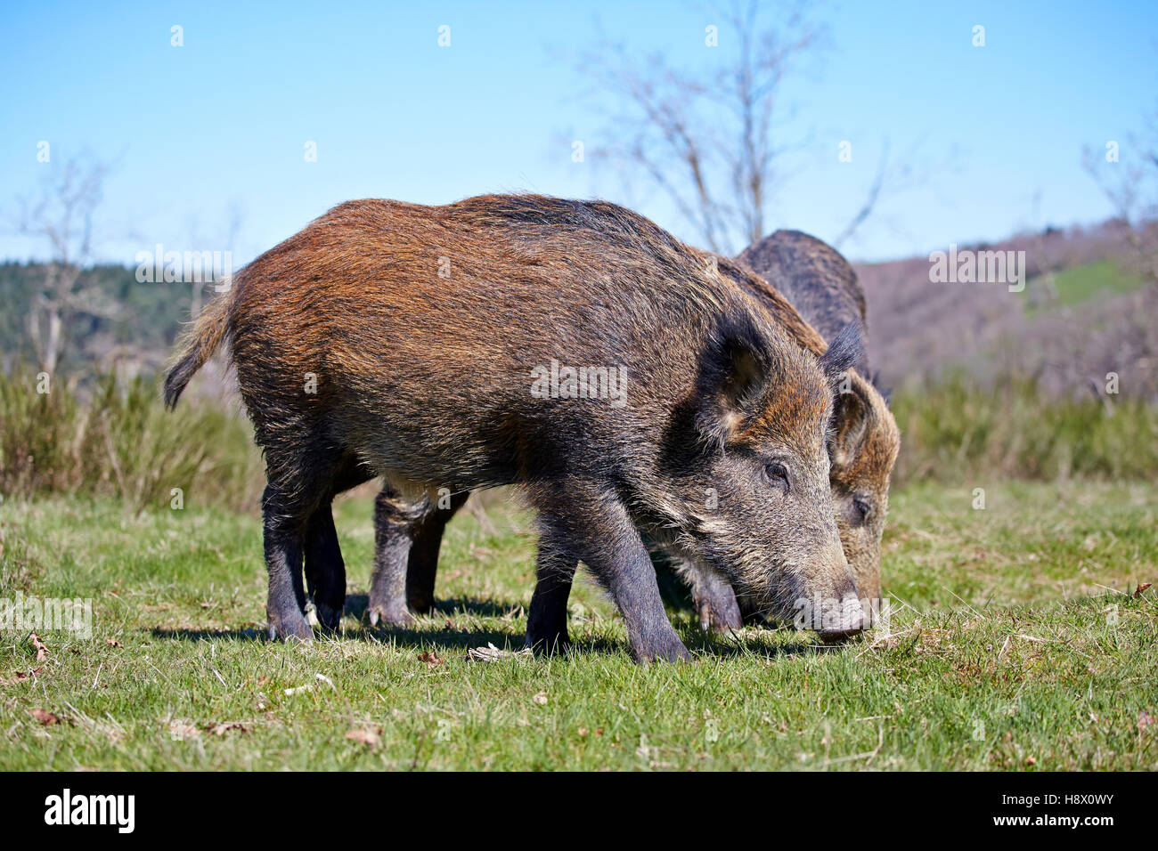 Eurasian Wild boars in grass - France Stock Photo - Alamy
