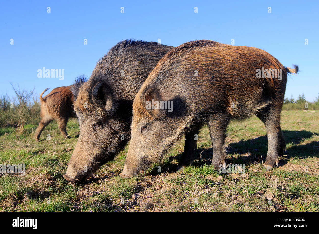 Eurasian wild boar burrowing - France Stock Photo - Alamy