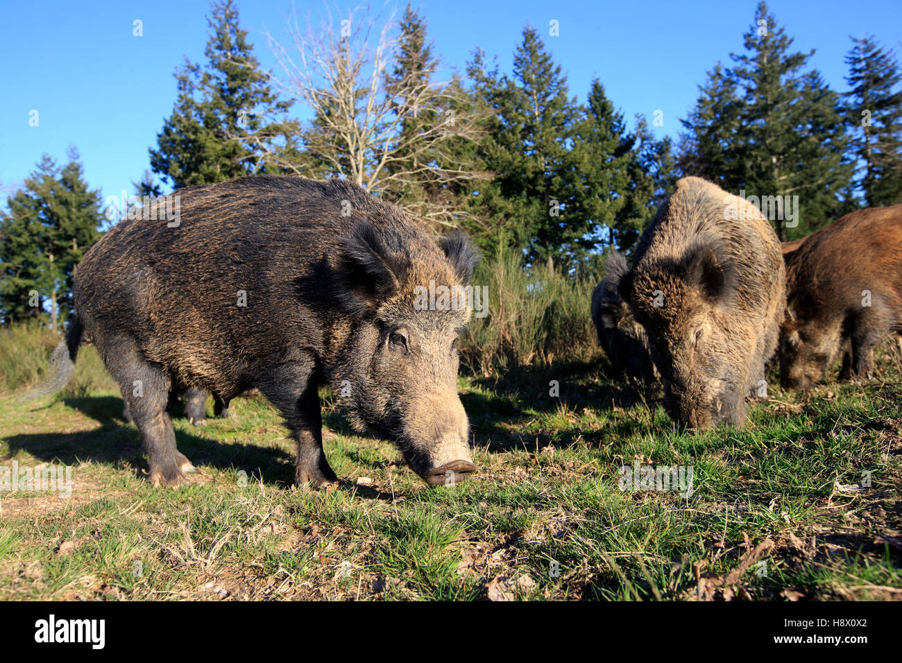 Eurasian wild boar burrowing - France Stock Photo - Alamy