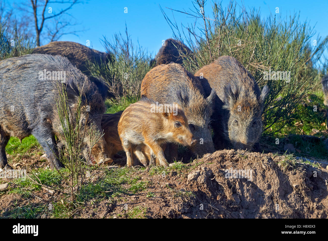 Eurasian wild boar and young burrowing - France Stock Photo - Alamy