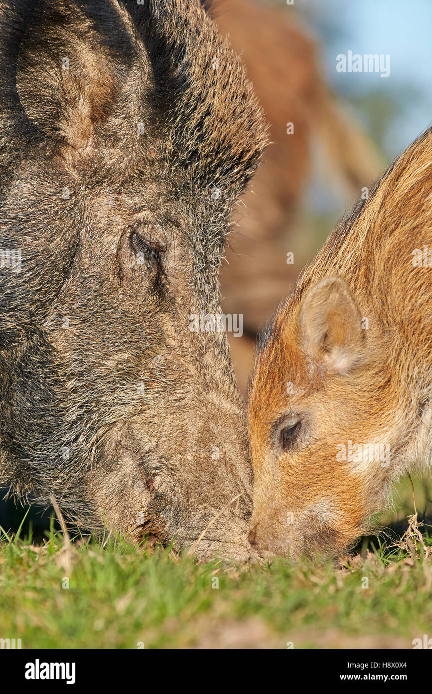 Eurasian Wild Boar High Resolution Stock Photography and Images - Alamy