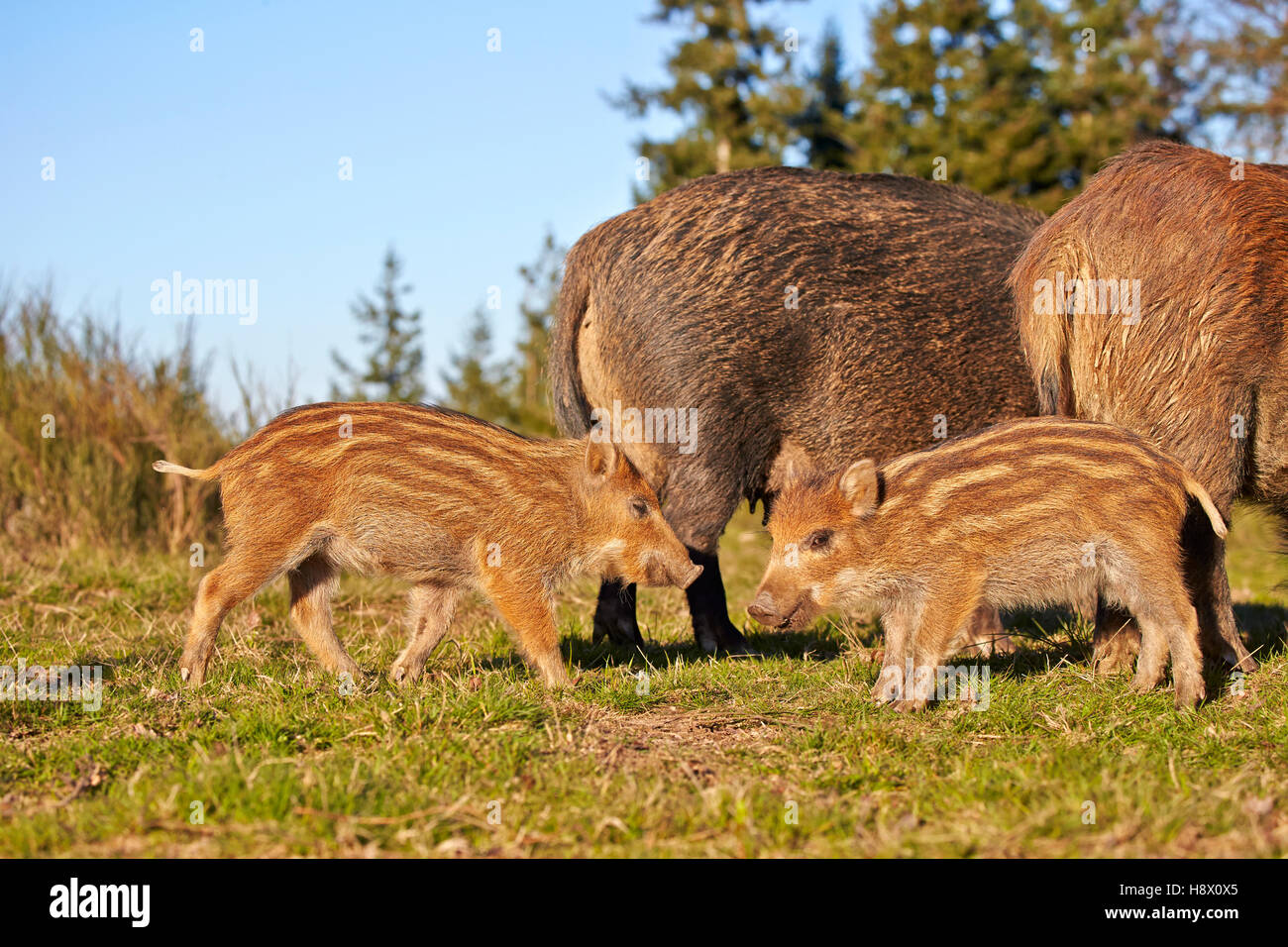 Eurasian wild boar and young - France Stock Photo - Alamy