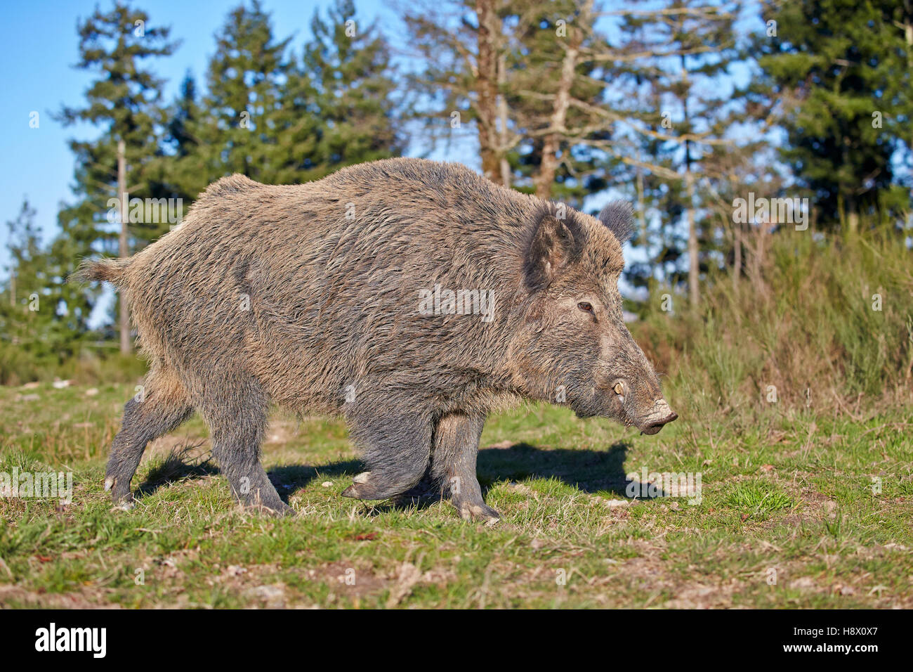 Male Wild Boar walking in the grass - France Stock Photo - Alamy