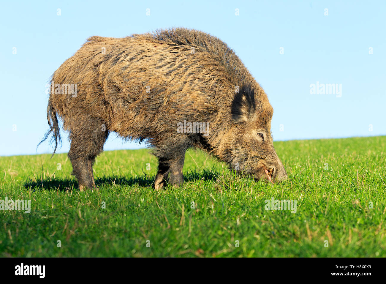 Male Wild boar burrowing in the grass - France Stock Photo - Alamy