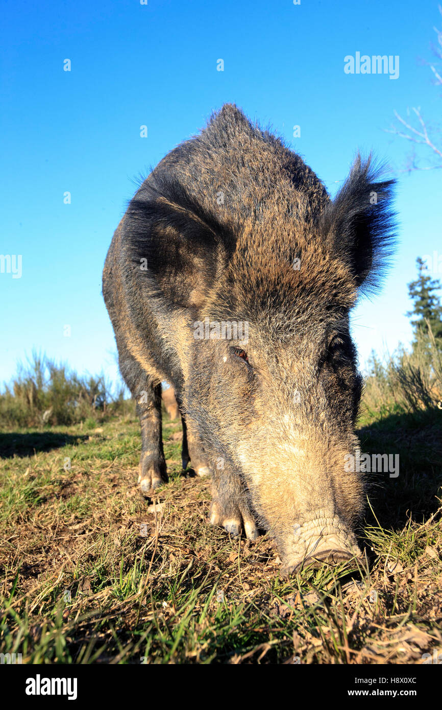 Female Wild boar burrowing in the grass - France Stock Photo - Alamy