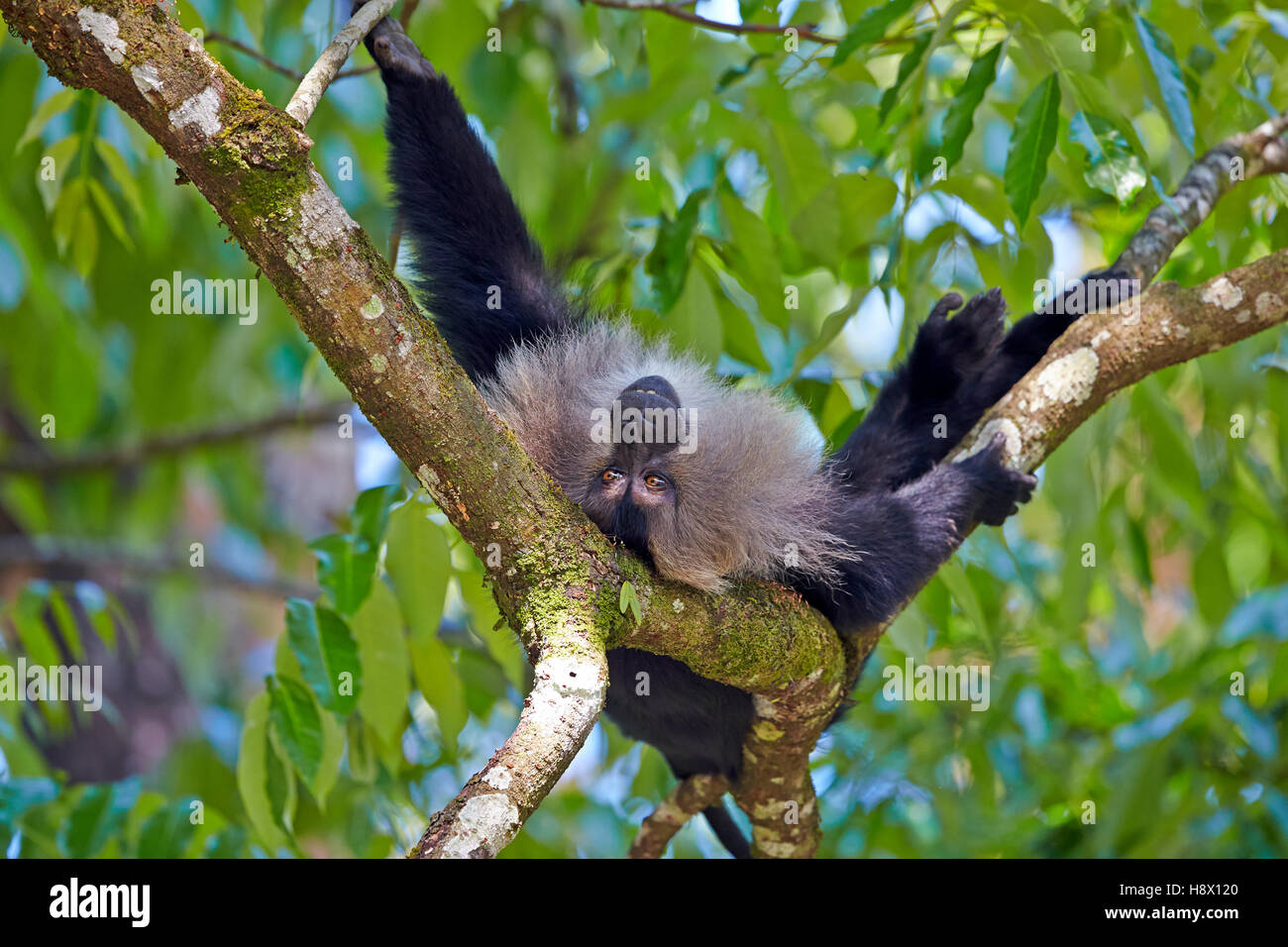 Male Lion-tailed Macaque at rest - Nilgiris Hills India Stock Photo - Alamy