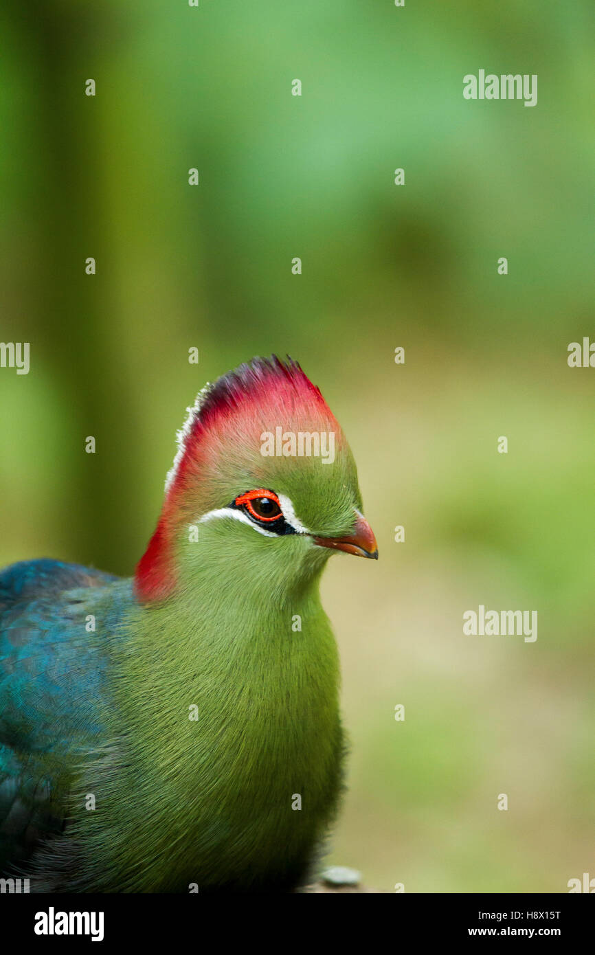 Portrait of Fischer's Turaco Stock Photo - Alamy