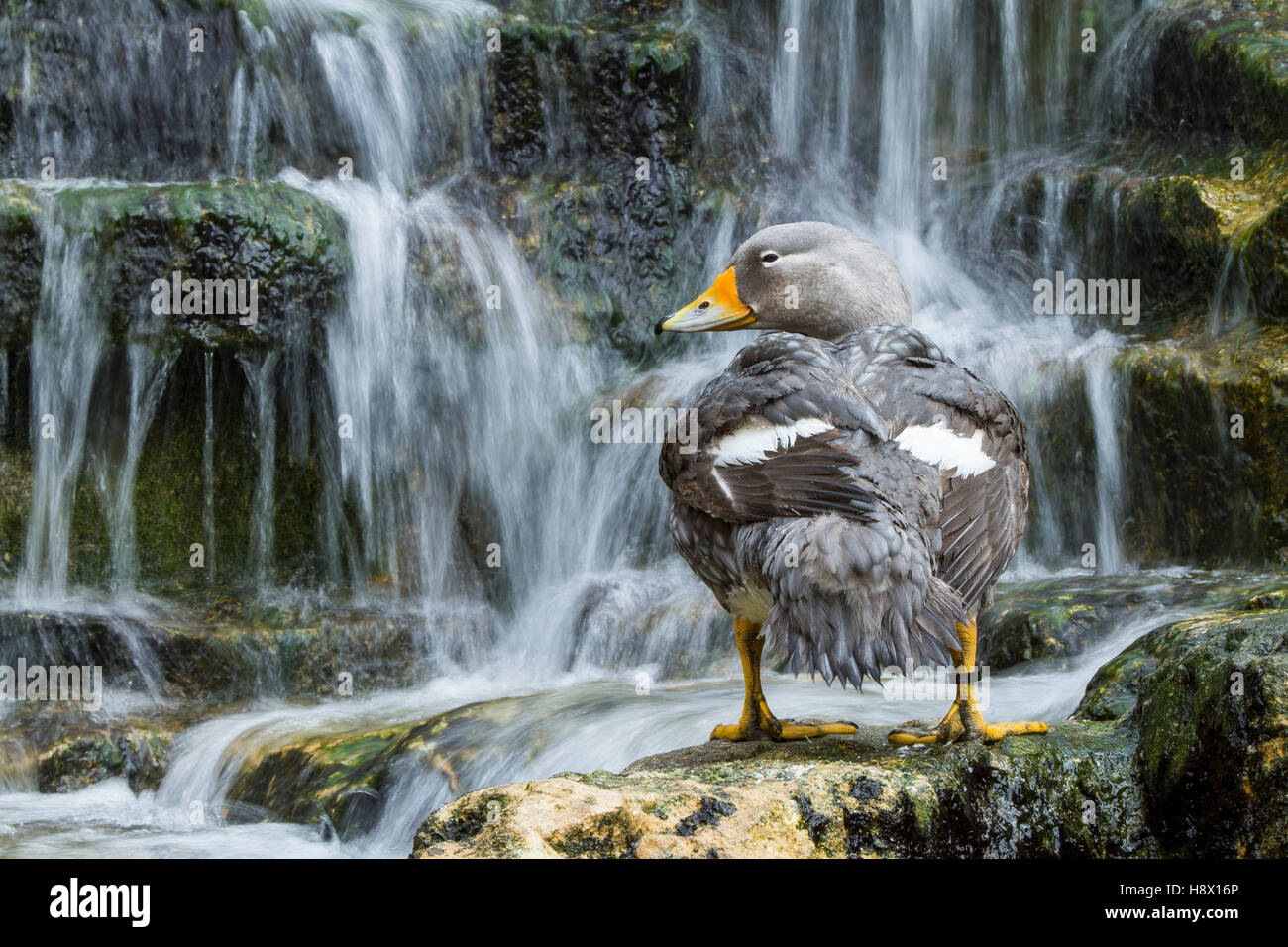 Flightless Steamerduck bathing in cascade Stock Photo - Alamy