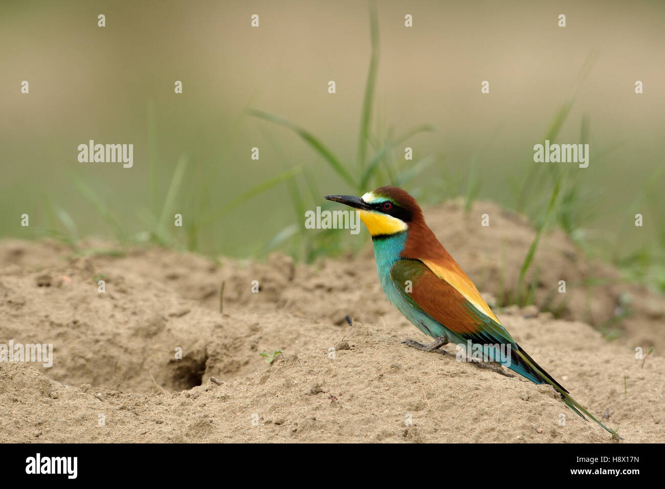 European Bee-eater nesting in the sand - France Stock Photo - Alamy