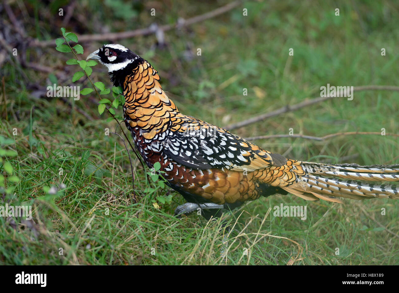 Reeves's Pheasant in the grass - Burgundy France Stock Photo - Alamy
