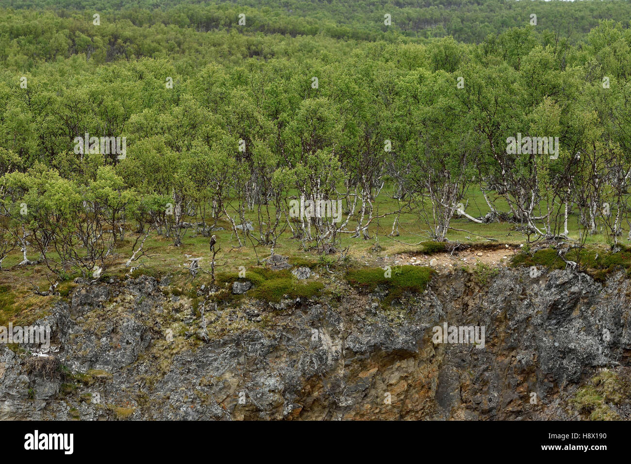 Birch Forest above a cliff - Varanger Norway Stock Photo - Alamy