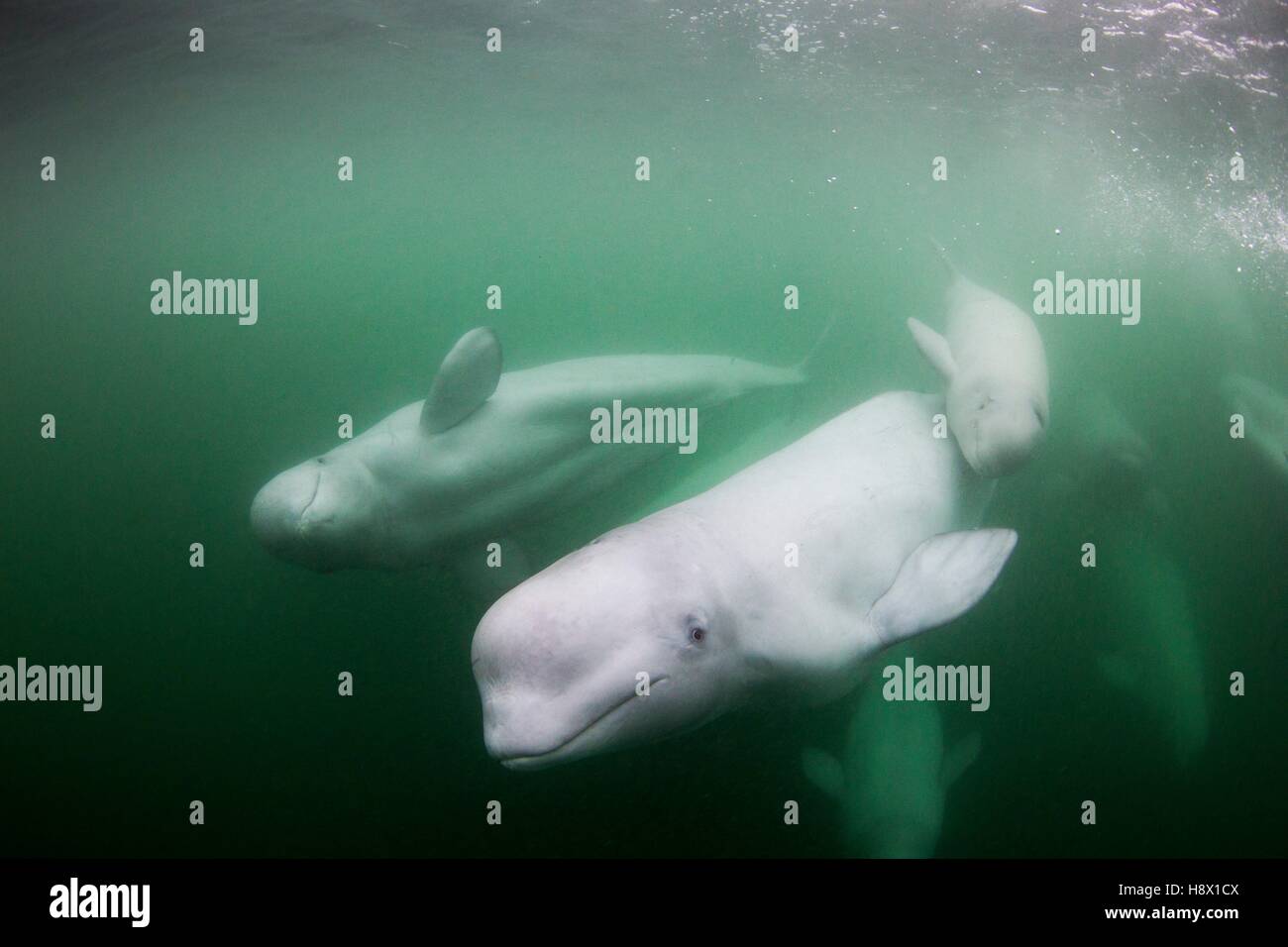 Beluga pod hi-res stock photography and images - Alamy