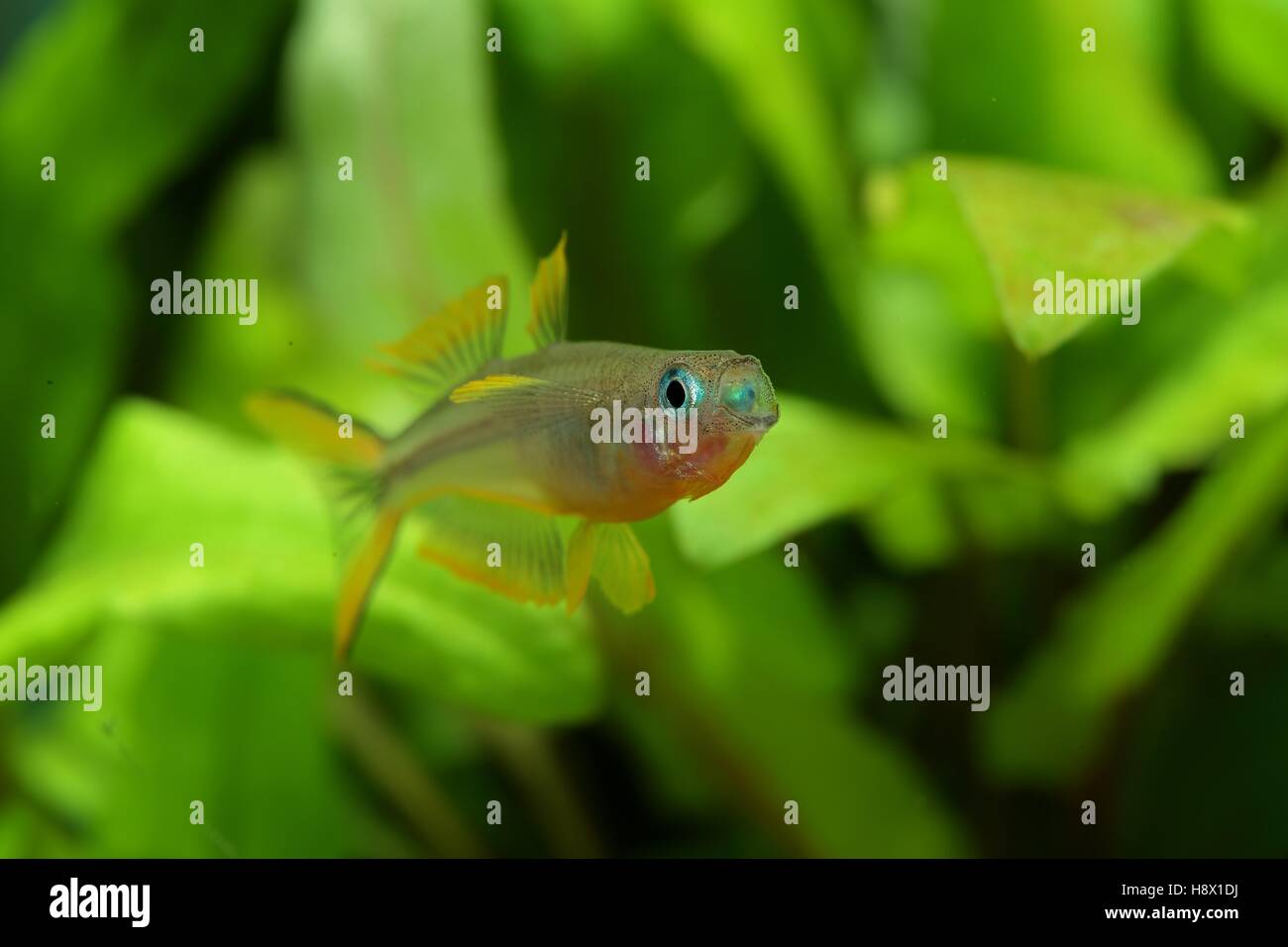 (Pseudomugil furcatus), Male Popondetta. Display Stock Photo - Alamy