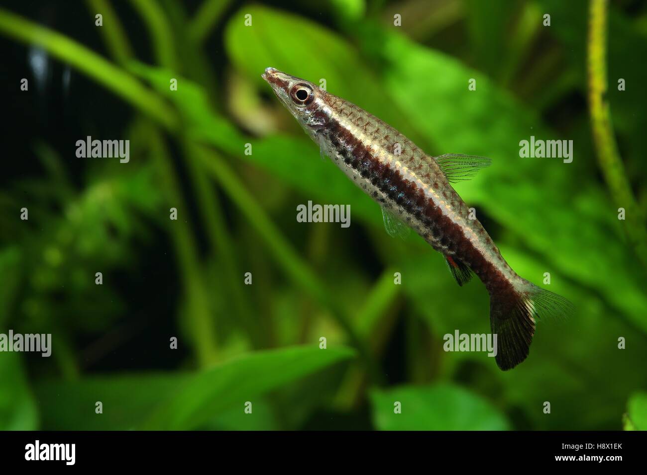 FISH PENCIL BROWN (Nannostomus eques), in his characteristic position ...