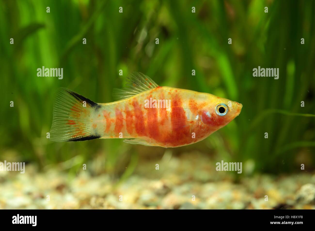 (Xiphophorus maculatus) Zebra Platy male in aquarium Stock Photo - Alamy