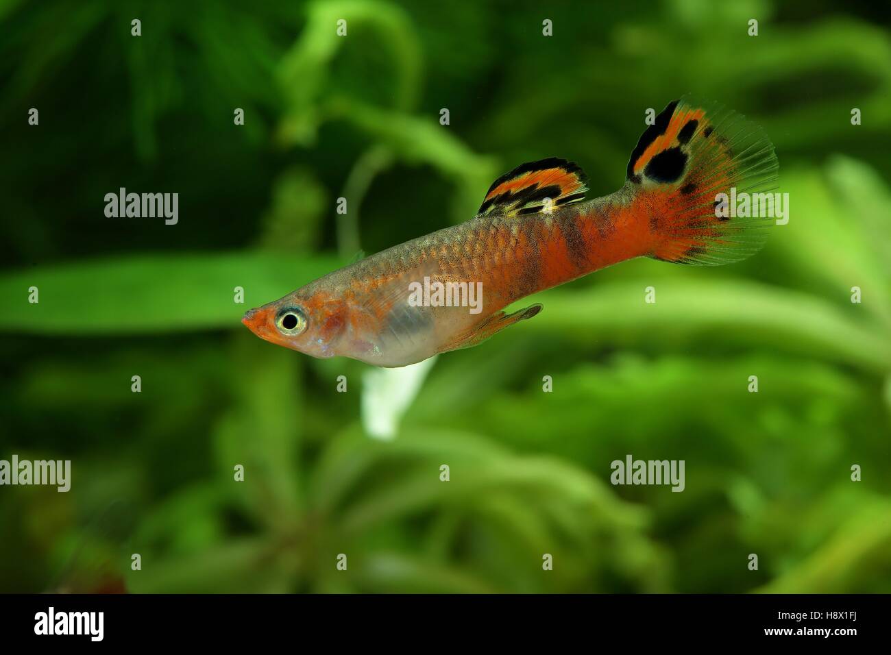 (Poecilia picta), swamps Guppy swamps red variety Stock Photo - Alamy