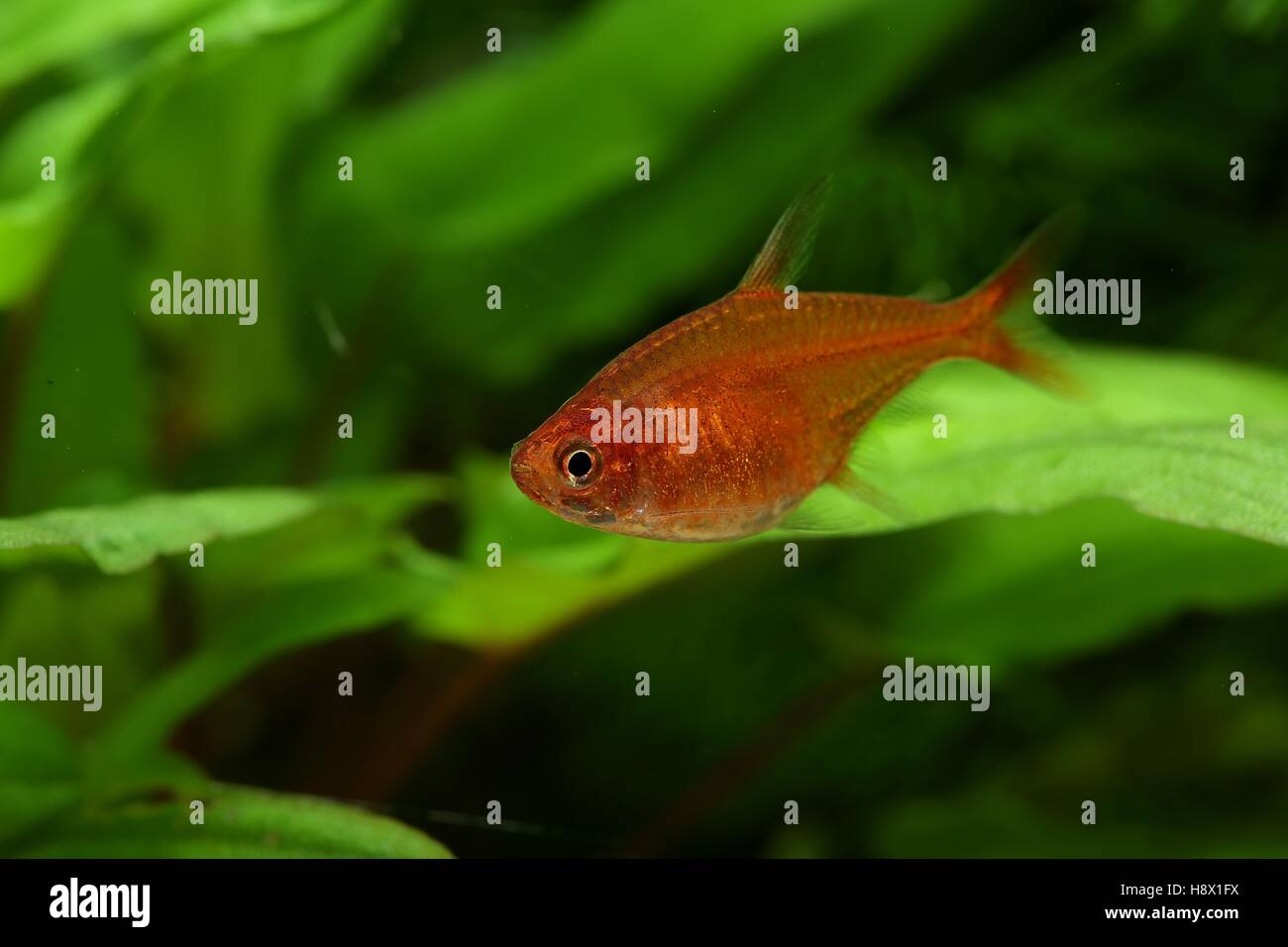 (Hyphessobrycon amandae), almond Tetra in coloration aquarium Stock ...