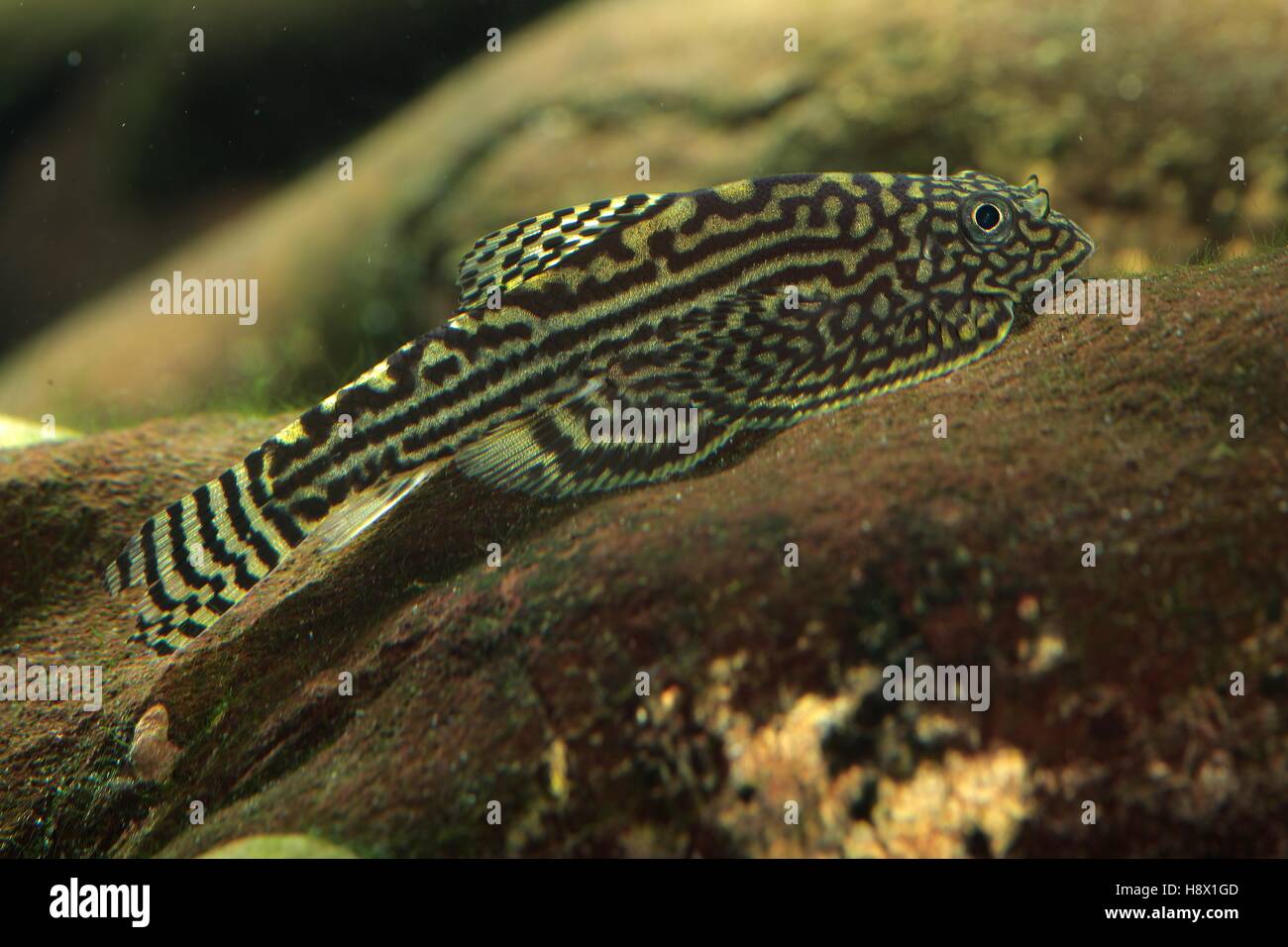 (Sewellia lineolata) on a root in aquarium Stock Photo - Alamy