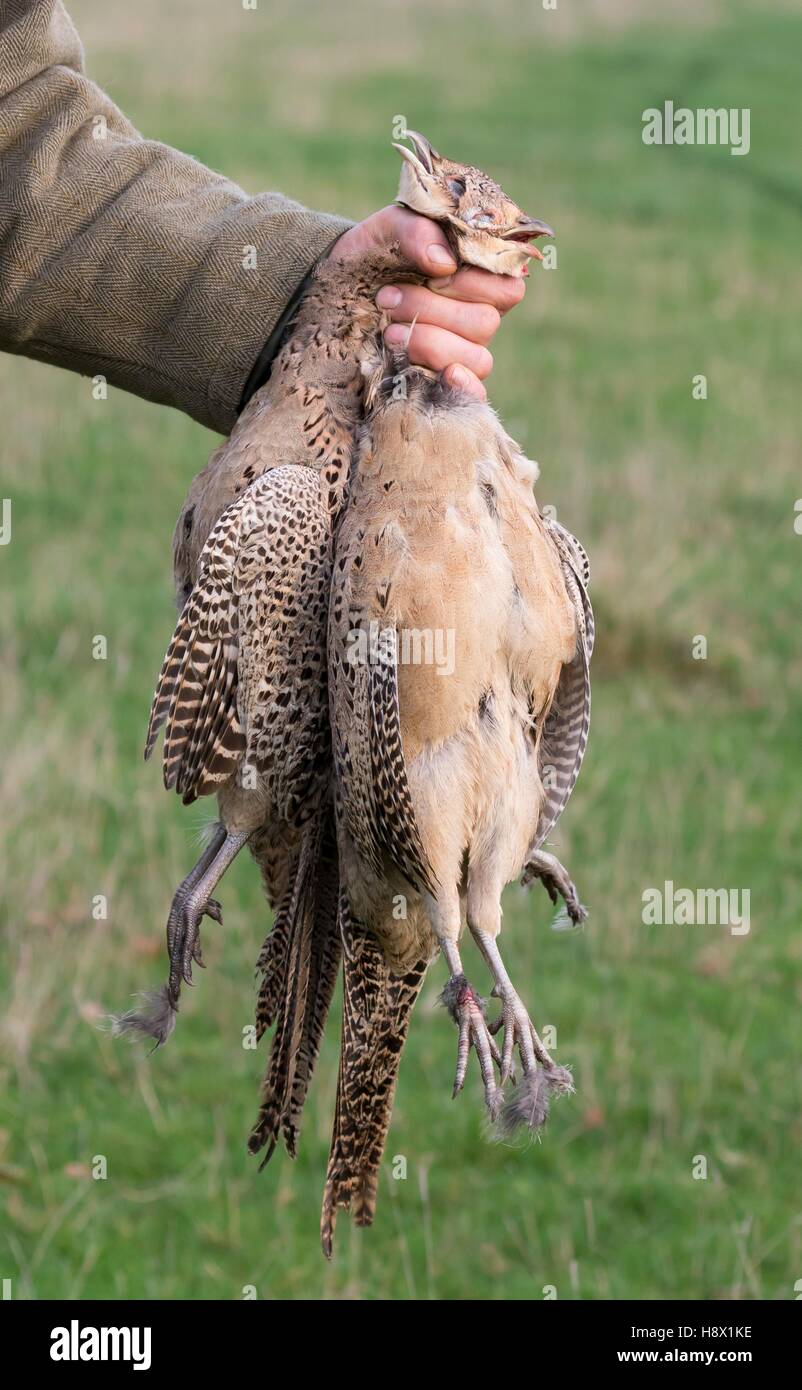 Pheasant (Phasianus colchicus), dead bird in hand, England, Winter ...