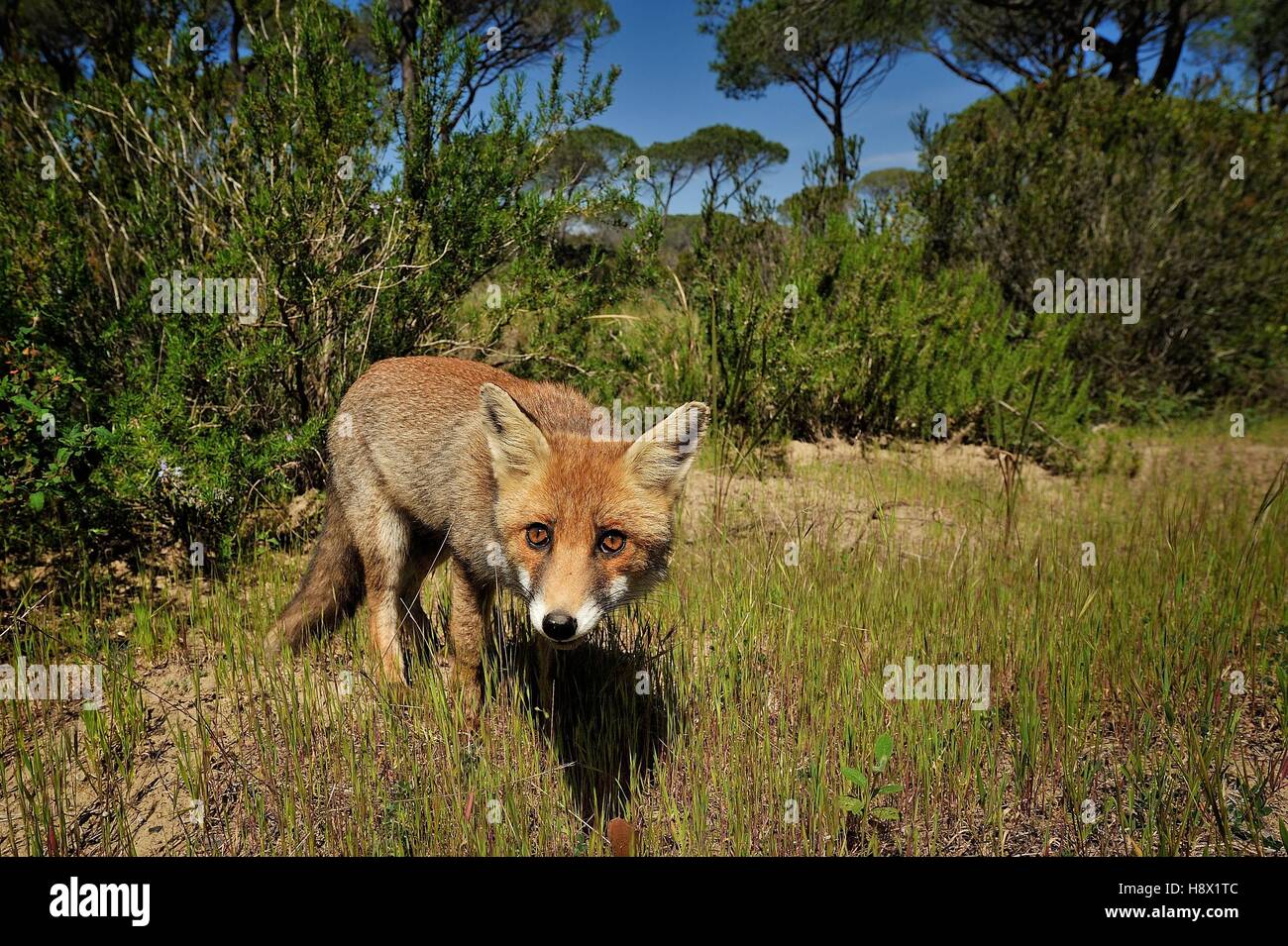 Red Fox on the lookout in pine forest Stock Photo - Alamy