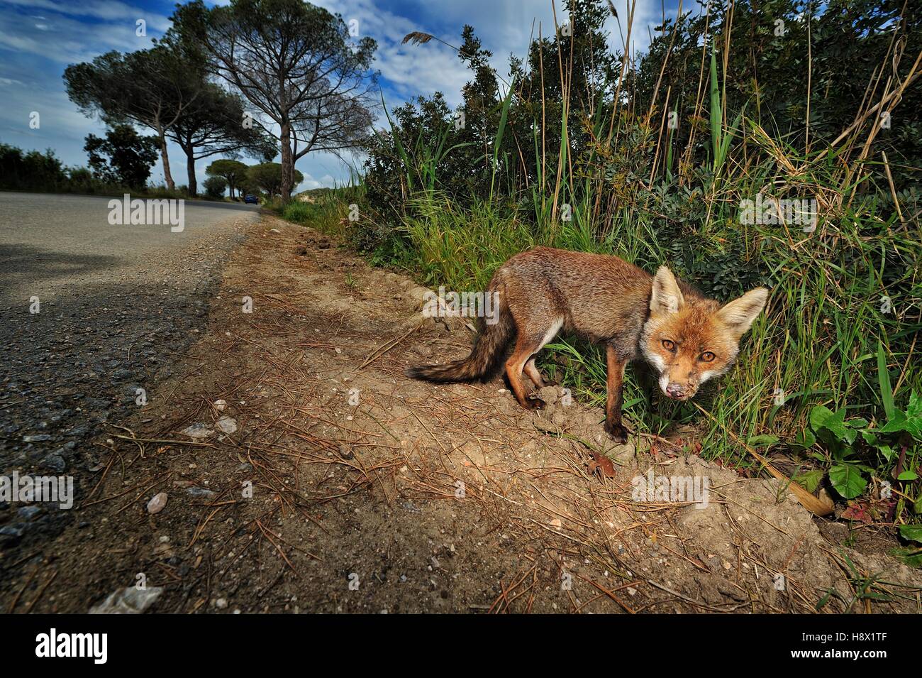 Red fox roadside Stock Photo - Alamy